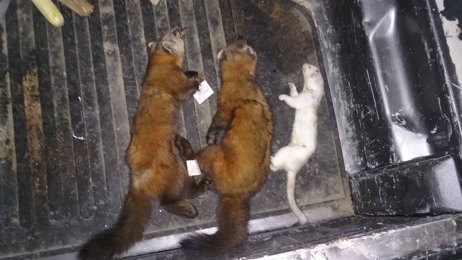 Maine Marten Trapline 2016: Check 1 - Trapping Today