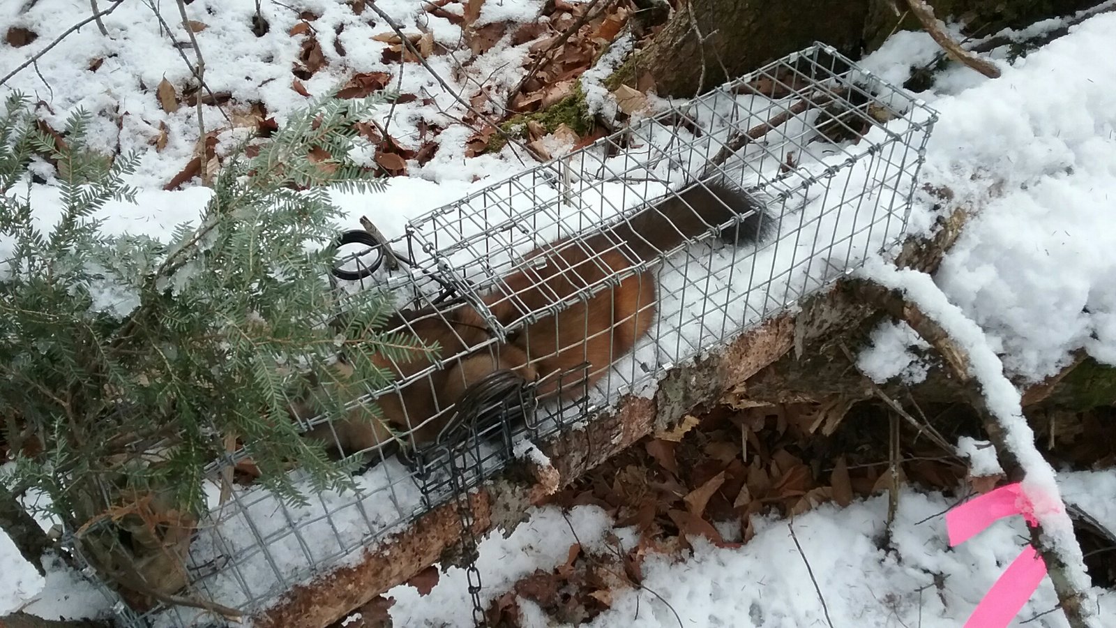 Marten Trapline Update, December 2016 - Trapping Today