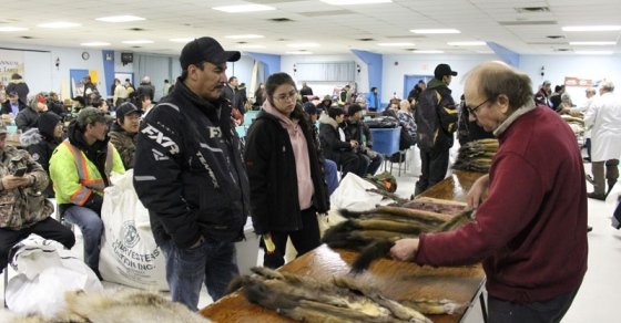 Thompson fur table draws in over 140 trappers - Trapping Today