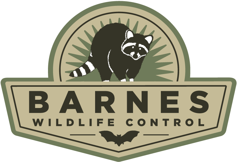 Nuisance Skunk Trapping with Positive Sets - Barnes Wildlife Control ...